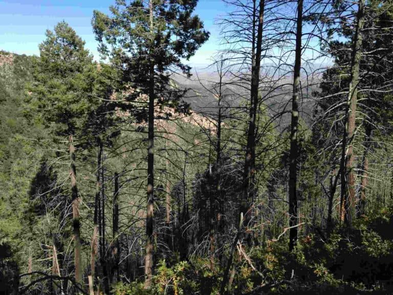 Hiking & Walking Trails near Truth or Consequences & Elephant Butte NM